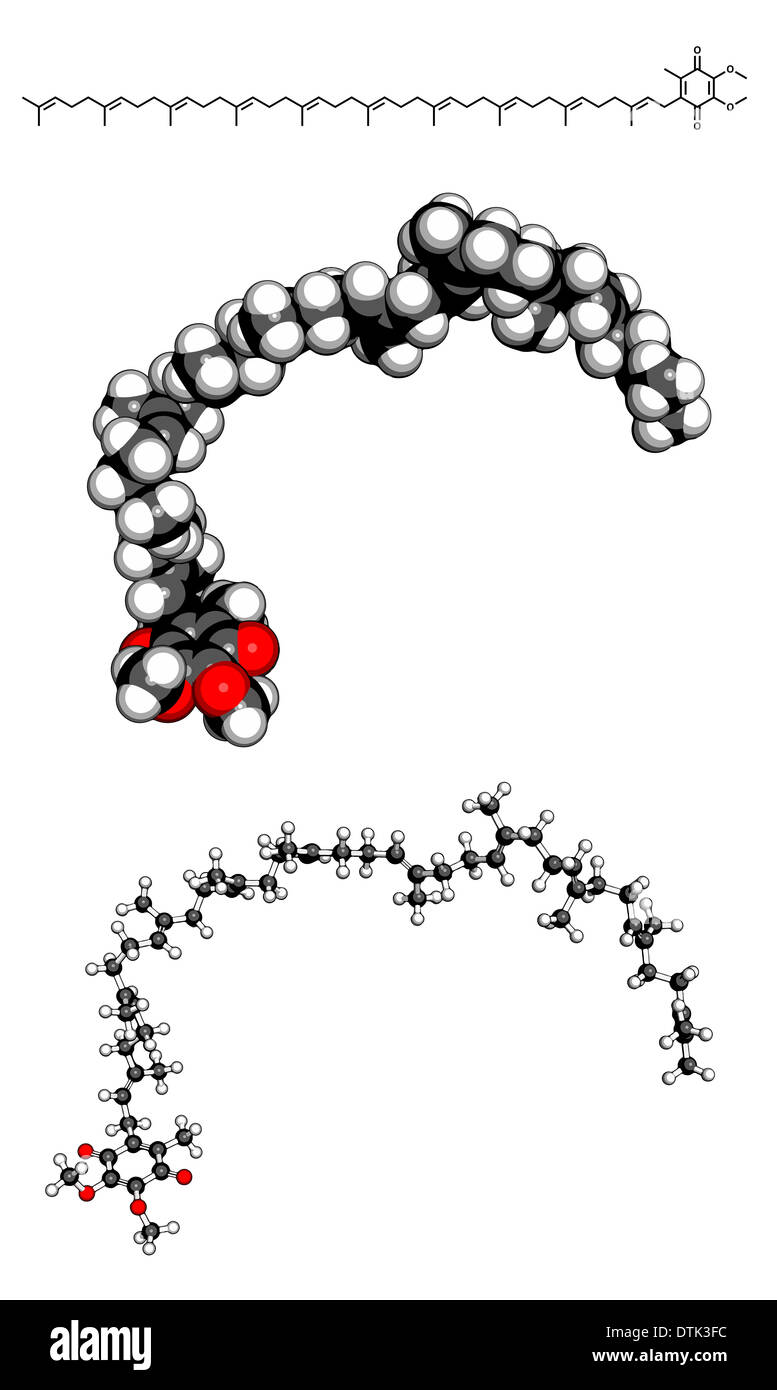 Coenzyme Q10 (ubiquinone) molecule. Coenzyme. Plays essential role in ...