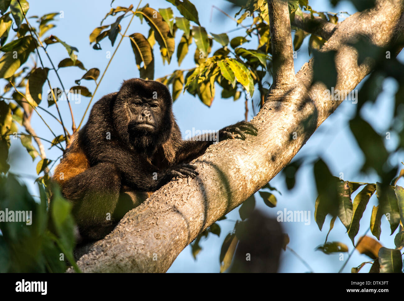 Howler monkeys and costa rica hi-res stock photography and images - Alamy