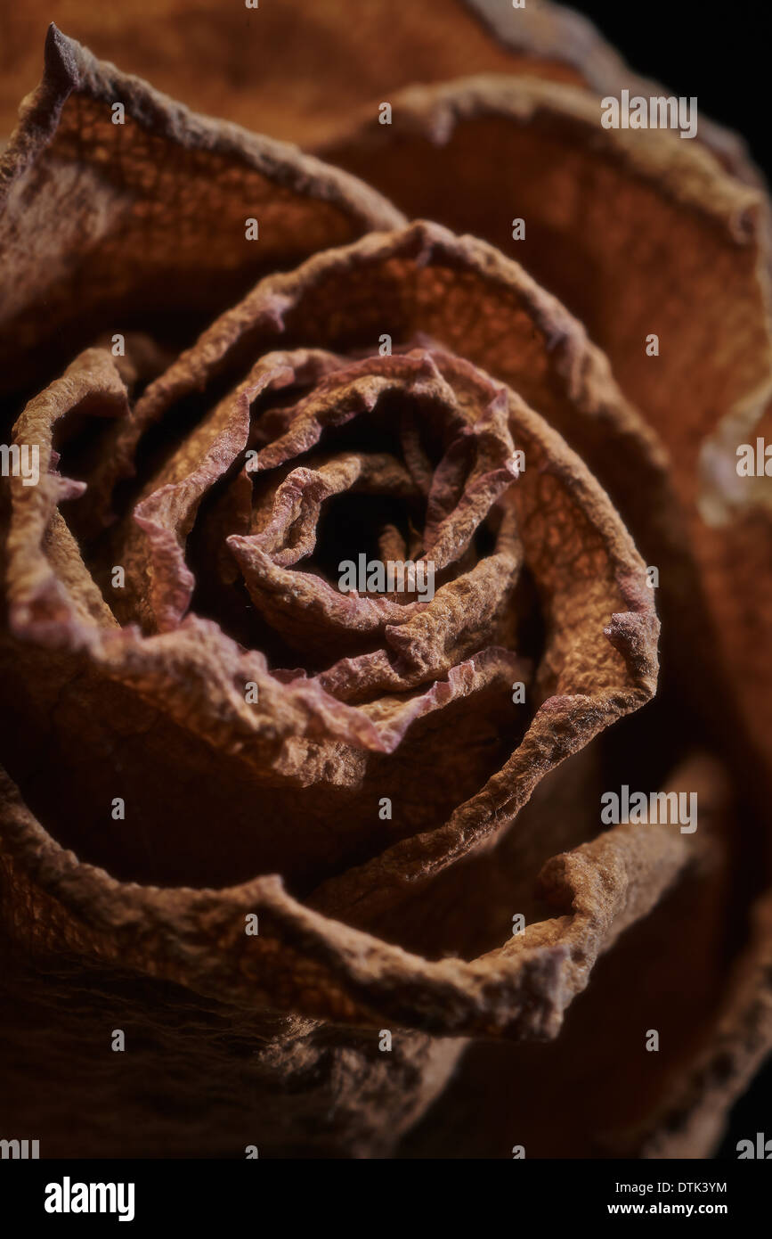 Dead rose petal hi-res stock photography and images - Alamy