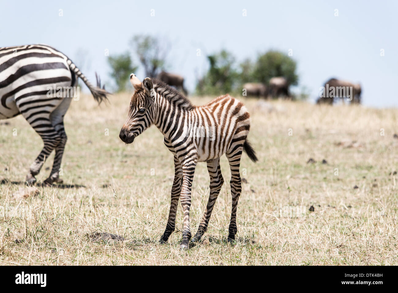 Baby newborn african mother black hi-res stock photography and images ...