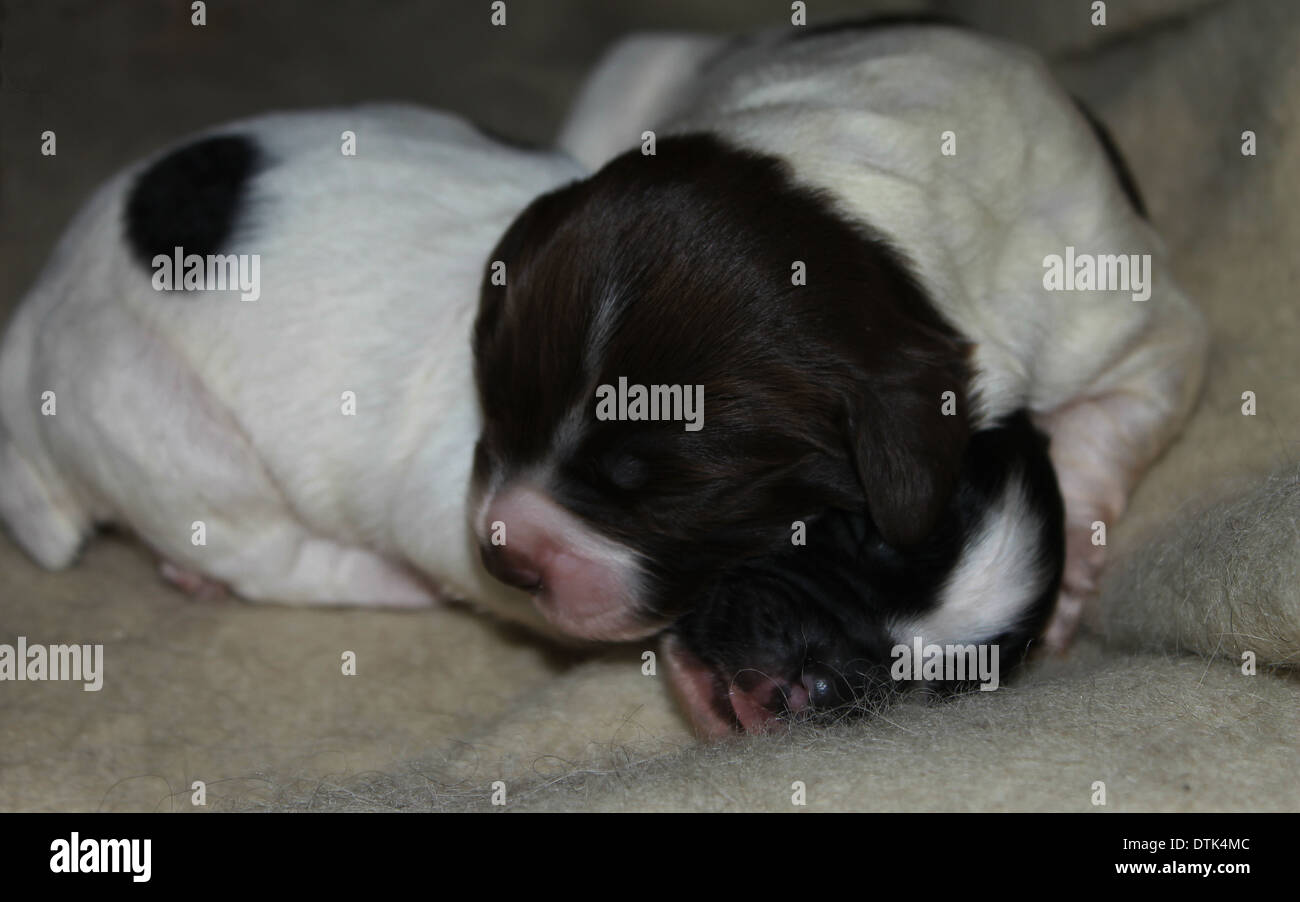 Two springer spaniel puppies sleeping together Stock Photo - Alamy