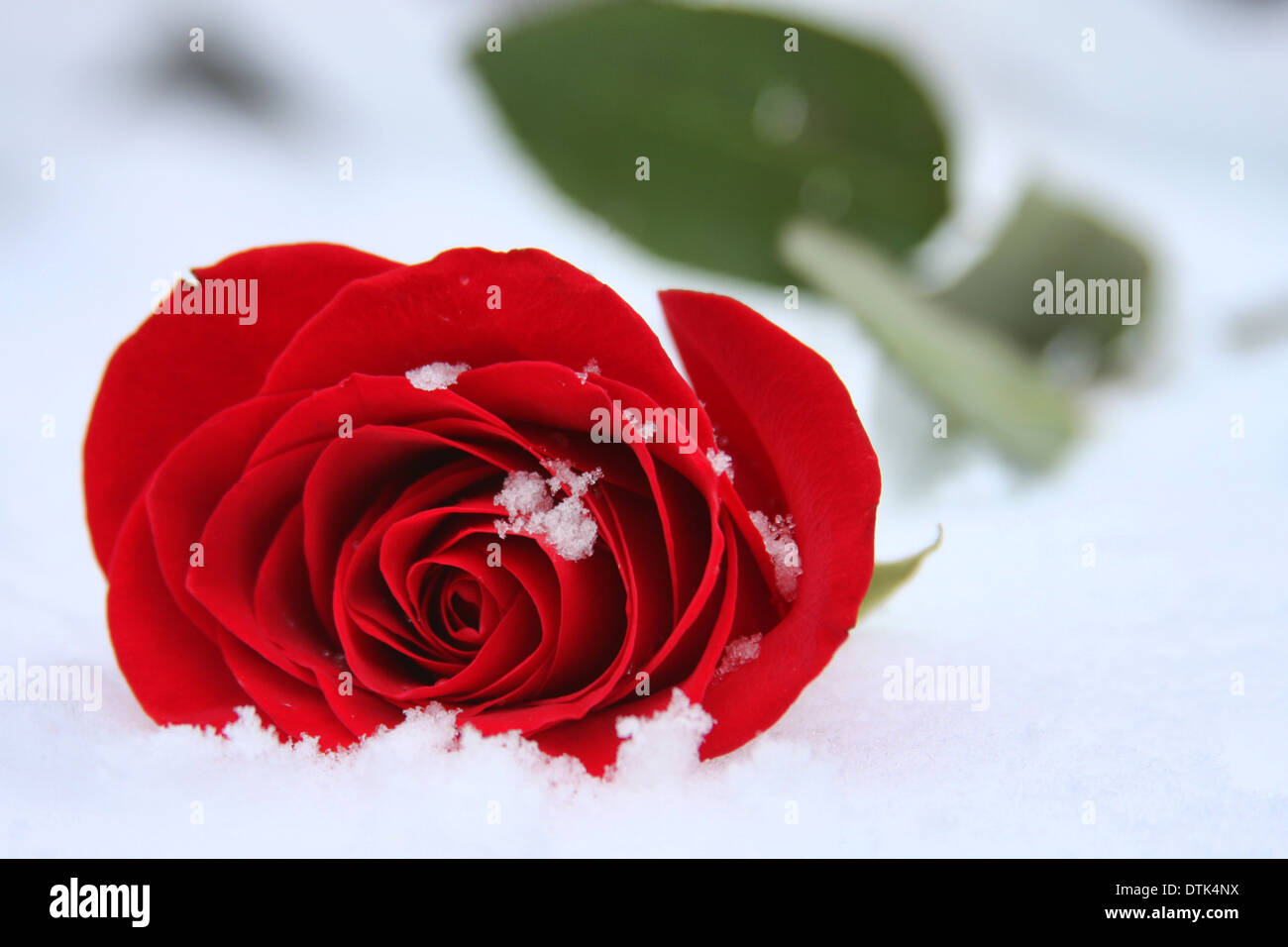 Laying a rose hi-res stock photography and images - Alamy