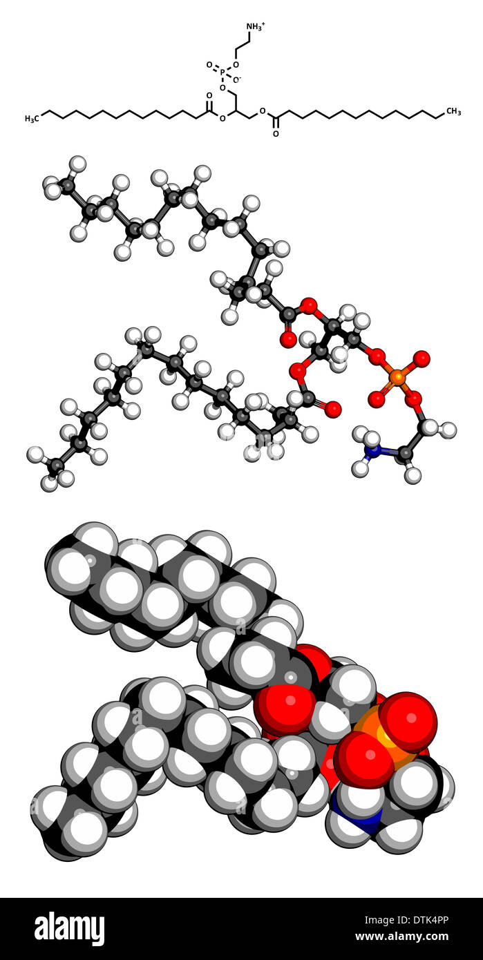 Phosphatidylethanolamine (PE) cell membrane building block molecule ...