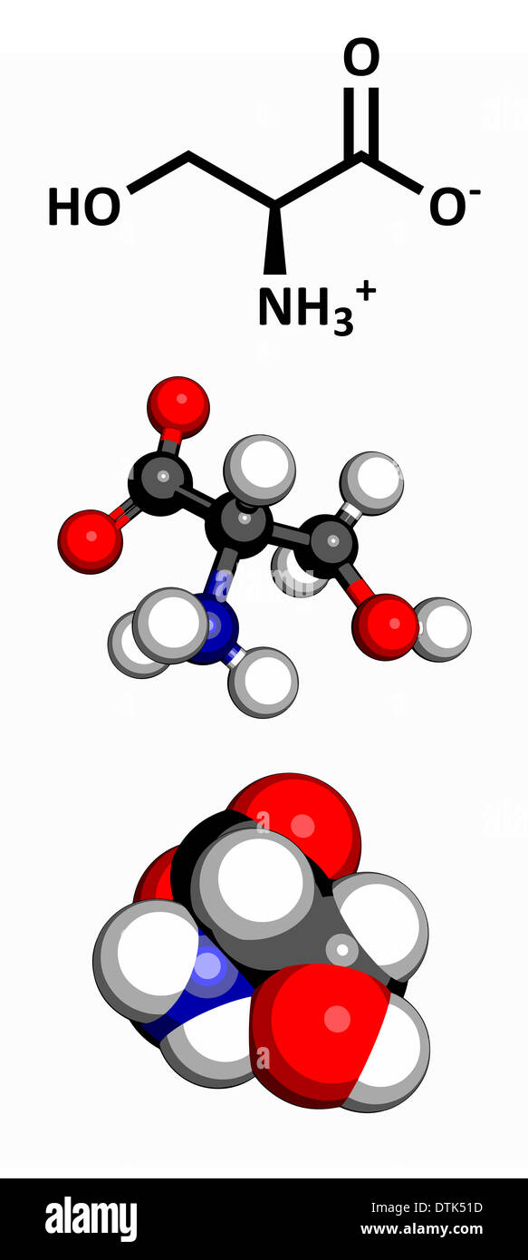 Serine (Ser, S) amino acid, molecular model. Amino acids are the ...
