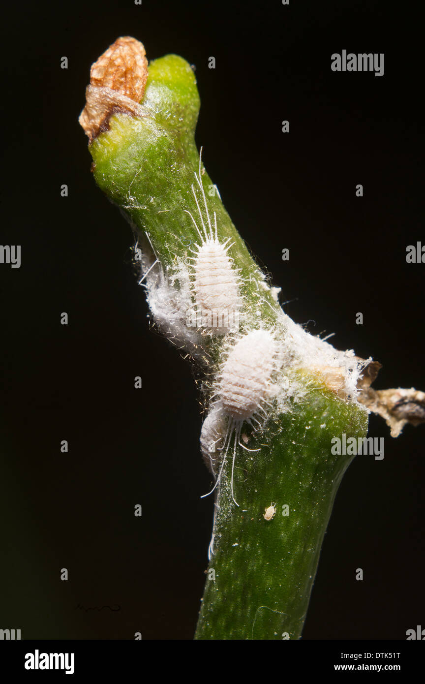 Mealy bug hi-res stock photography and images - Alamy
