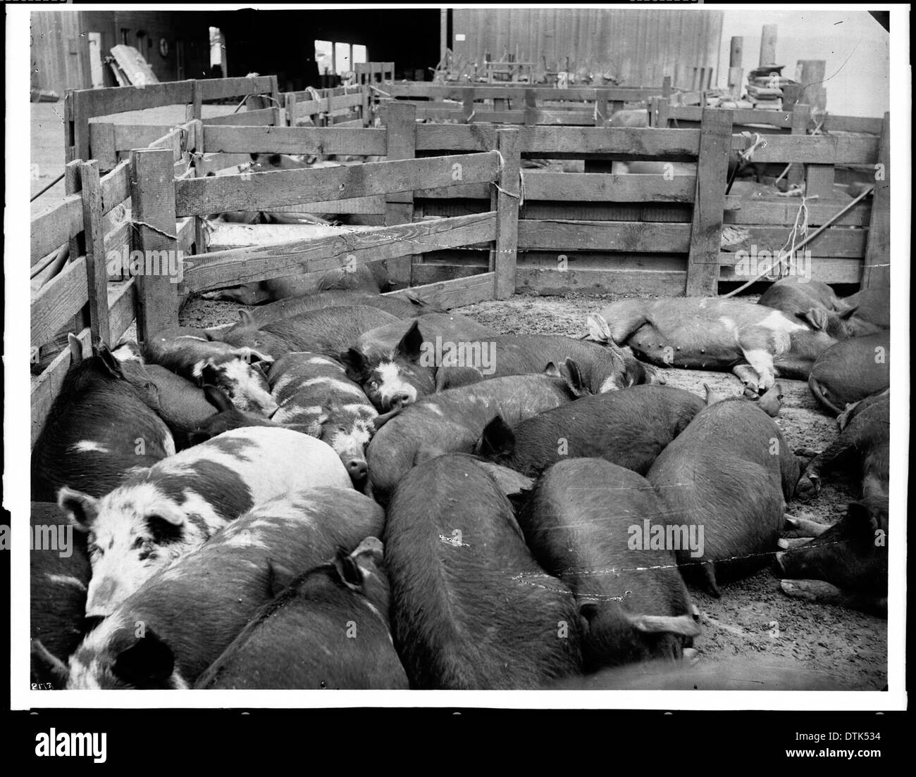 A photograph showing pigs in a pen, located in Los Angeles. The image ...