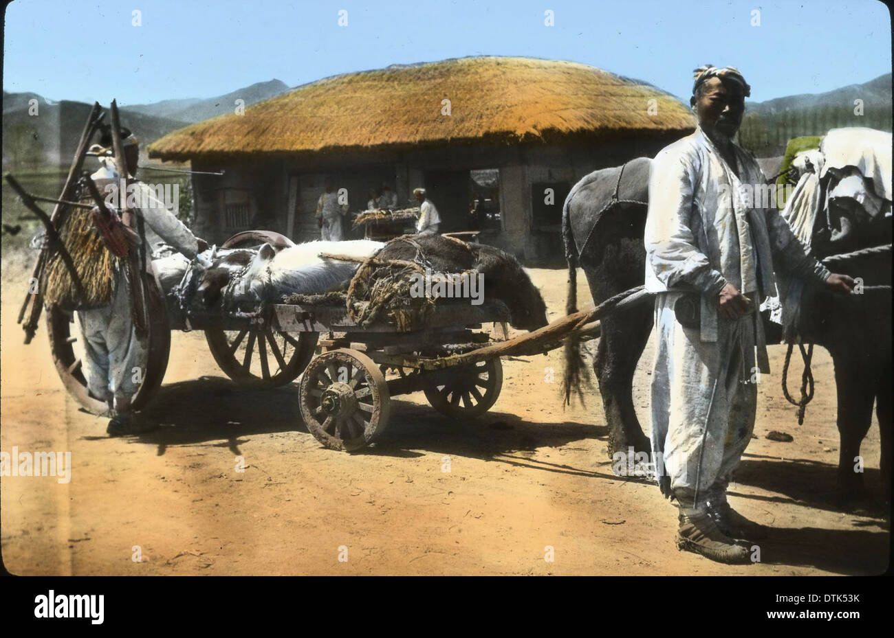 This photograph shows pigs strapped to a cart in Korea, depicting an ...
