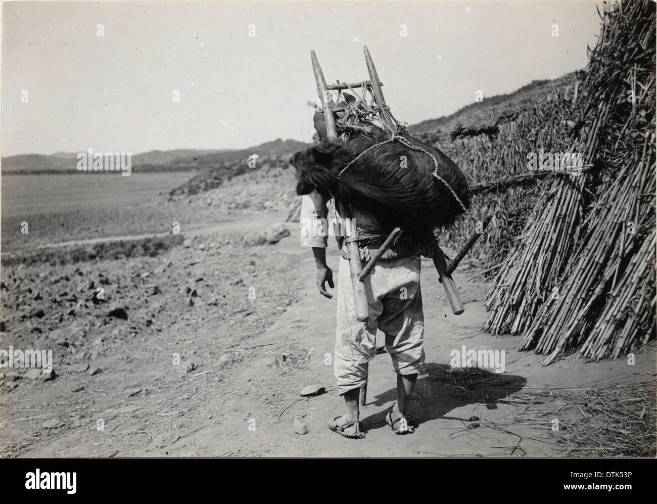 A photograph of a pig on a jiggy, taken in Korea. The image captures a ...