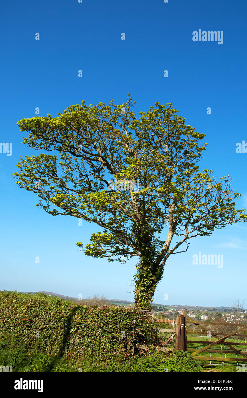Sycamore tree hi-res stock photography and images - Alamy