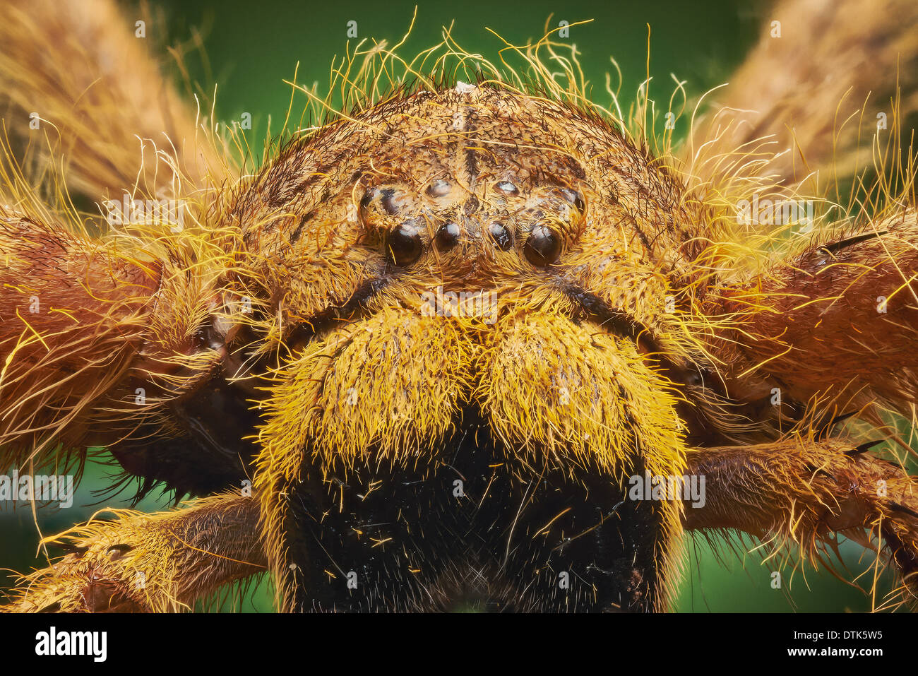 Wolf spider eyes hi-res stock photography and images - Alamy