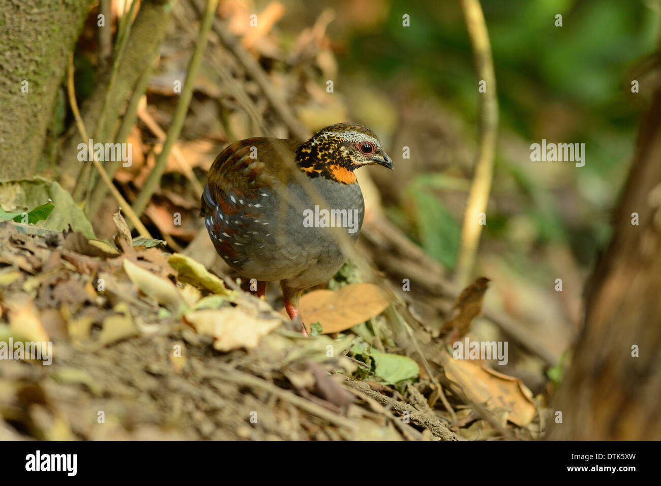 beautiful rufous-throated partridge (Arborophila rufogularis) in Thai ...