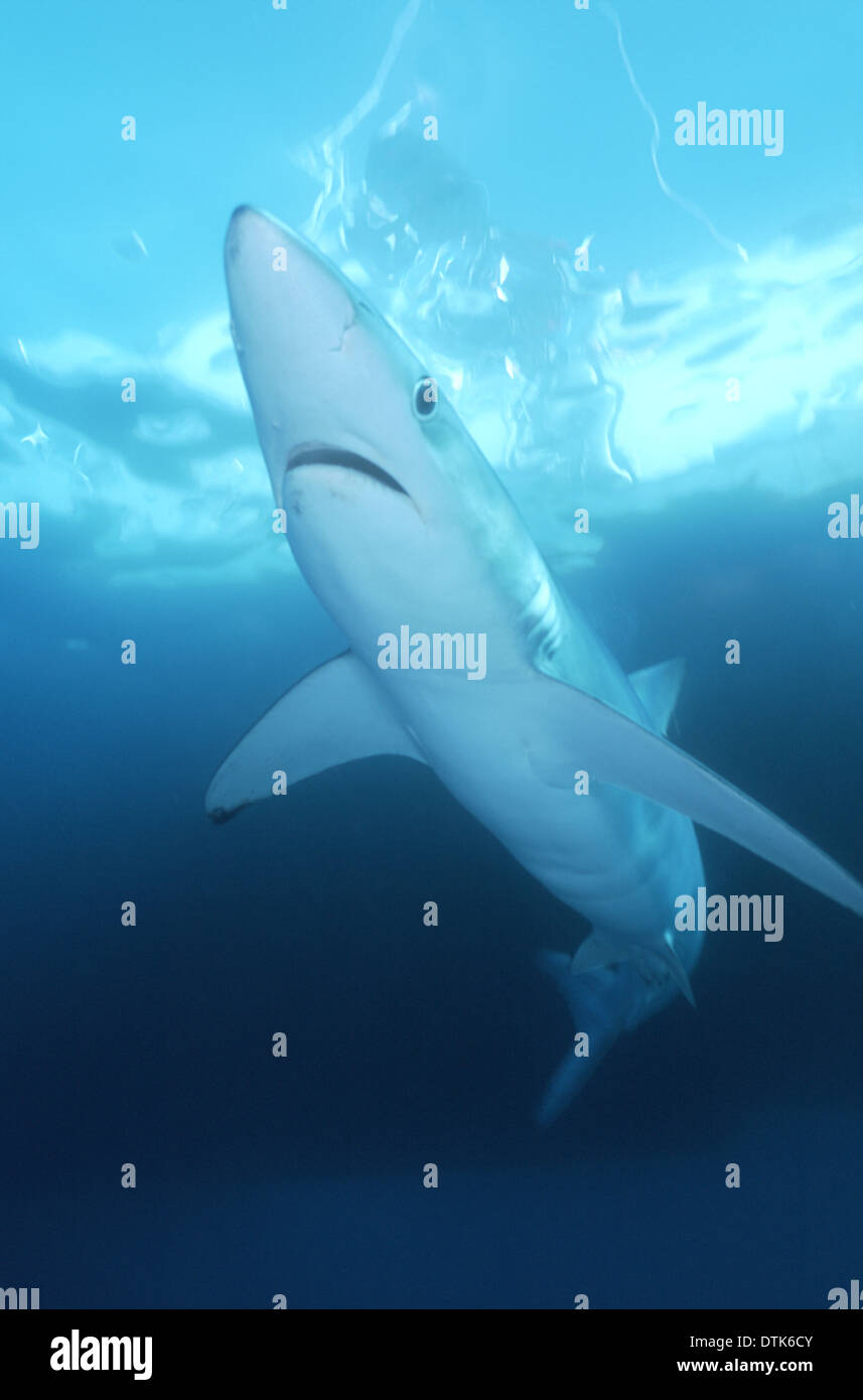 Blue shark (prionace glauca) hi-res stock photography and images - Alamy