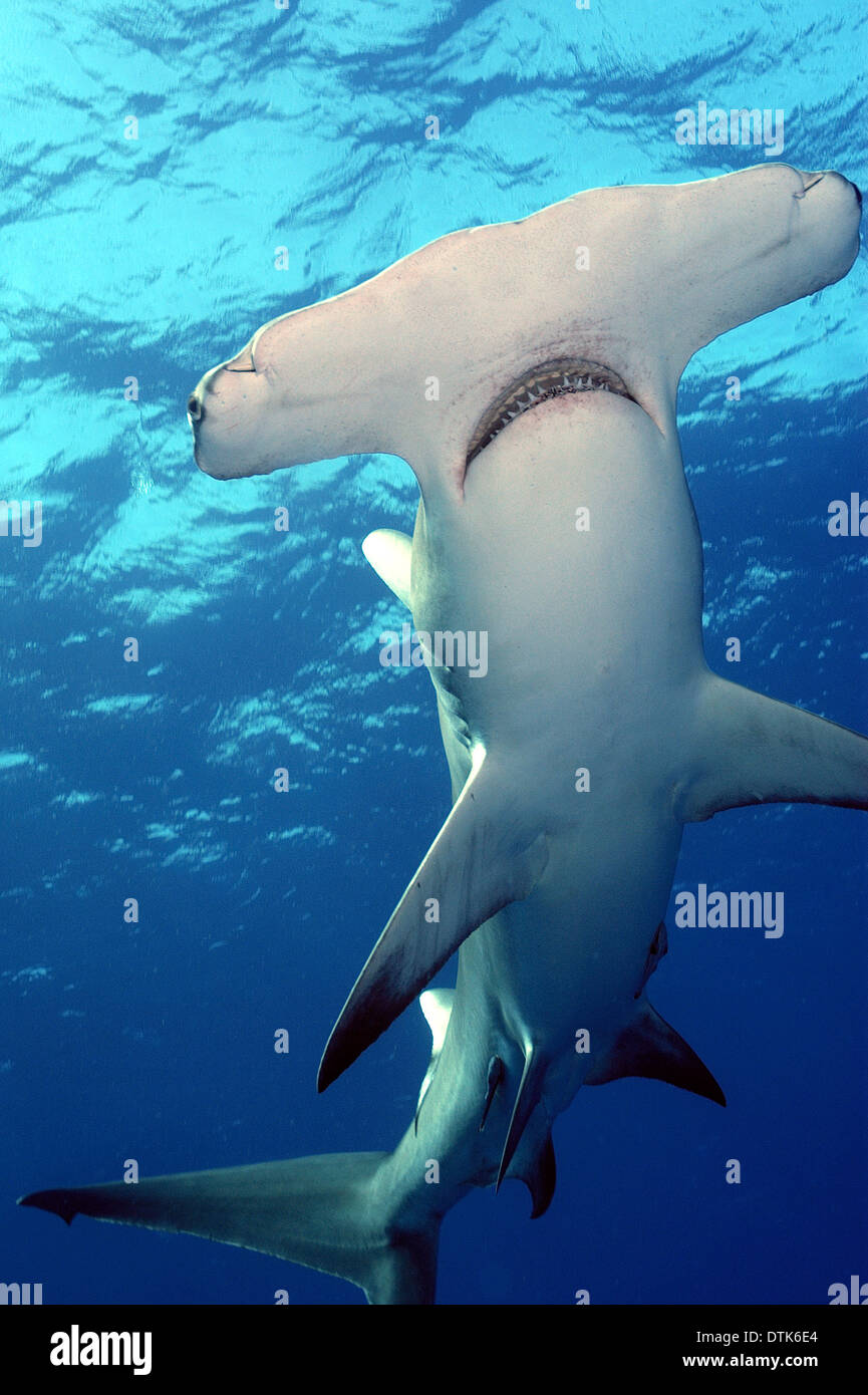 Great hammerhead shark Stock Photo - Alamy