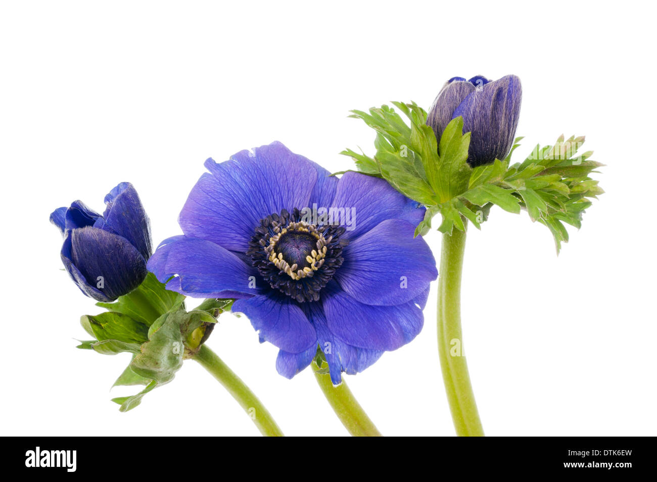 Three blue windflowers on a white background Stock Photo - Alamy