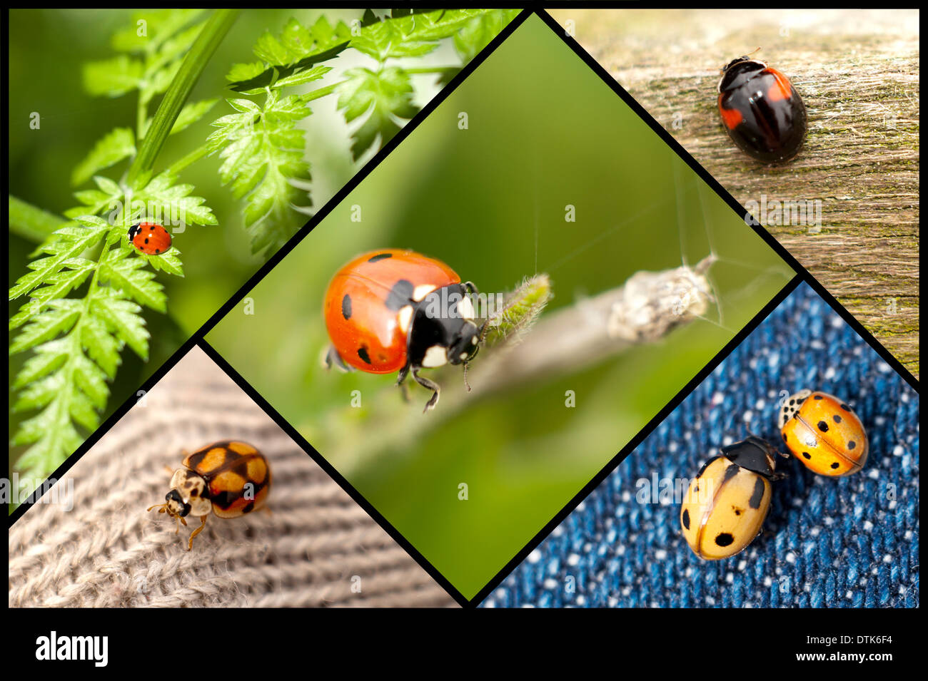 Collage of different ladybugs Stock Photo - Alamy