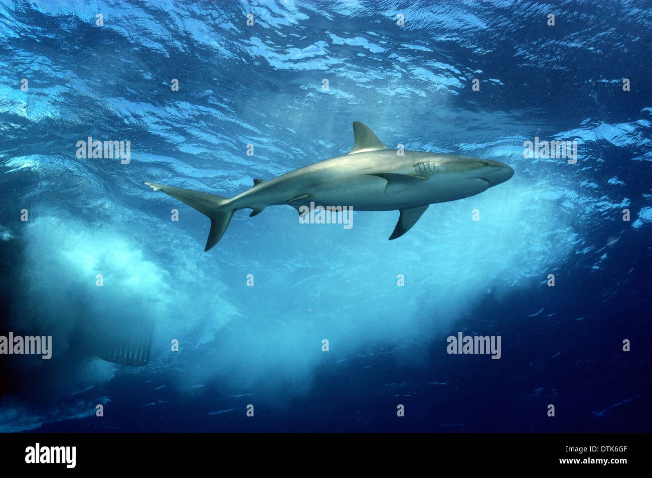 Caribbean reef shark Stock Photo - Alamy