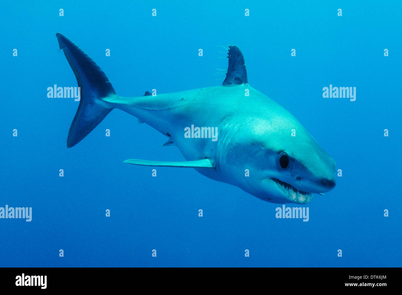 Shortfin mako shark isurus oxyrinchus hi-res stock photography and ...