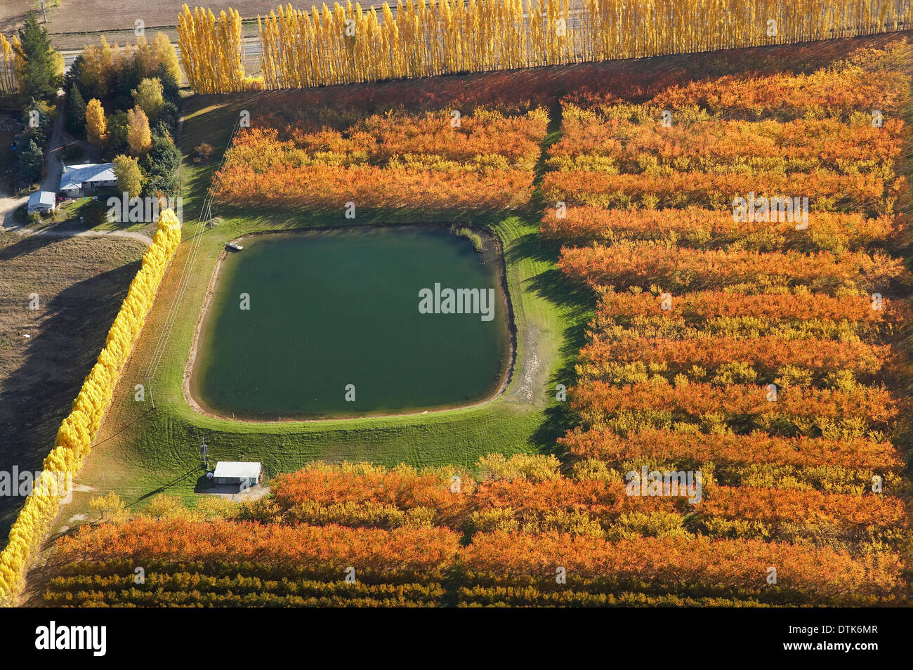 New zealand aerial orchard hi-res stock photography and images - Alamy