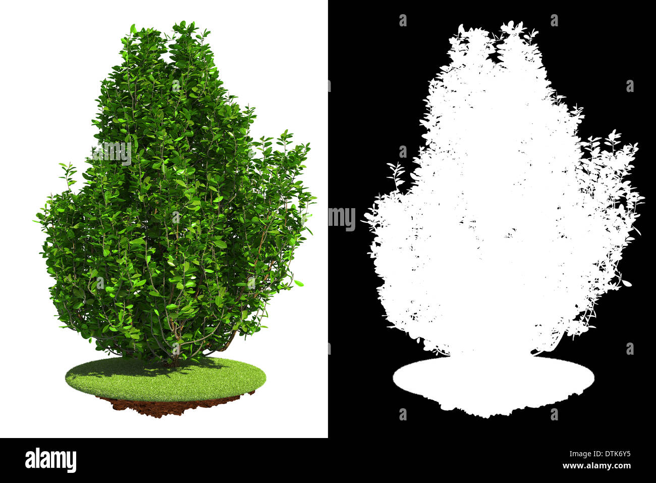 Green Shrub Isolated on White Background with Detail Raster Mask Stock ...