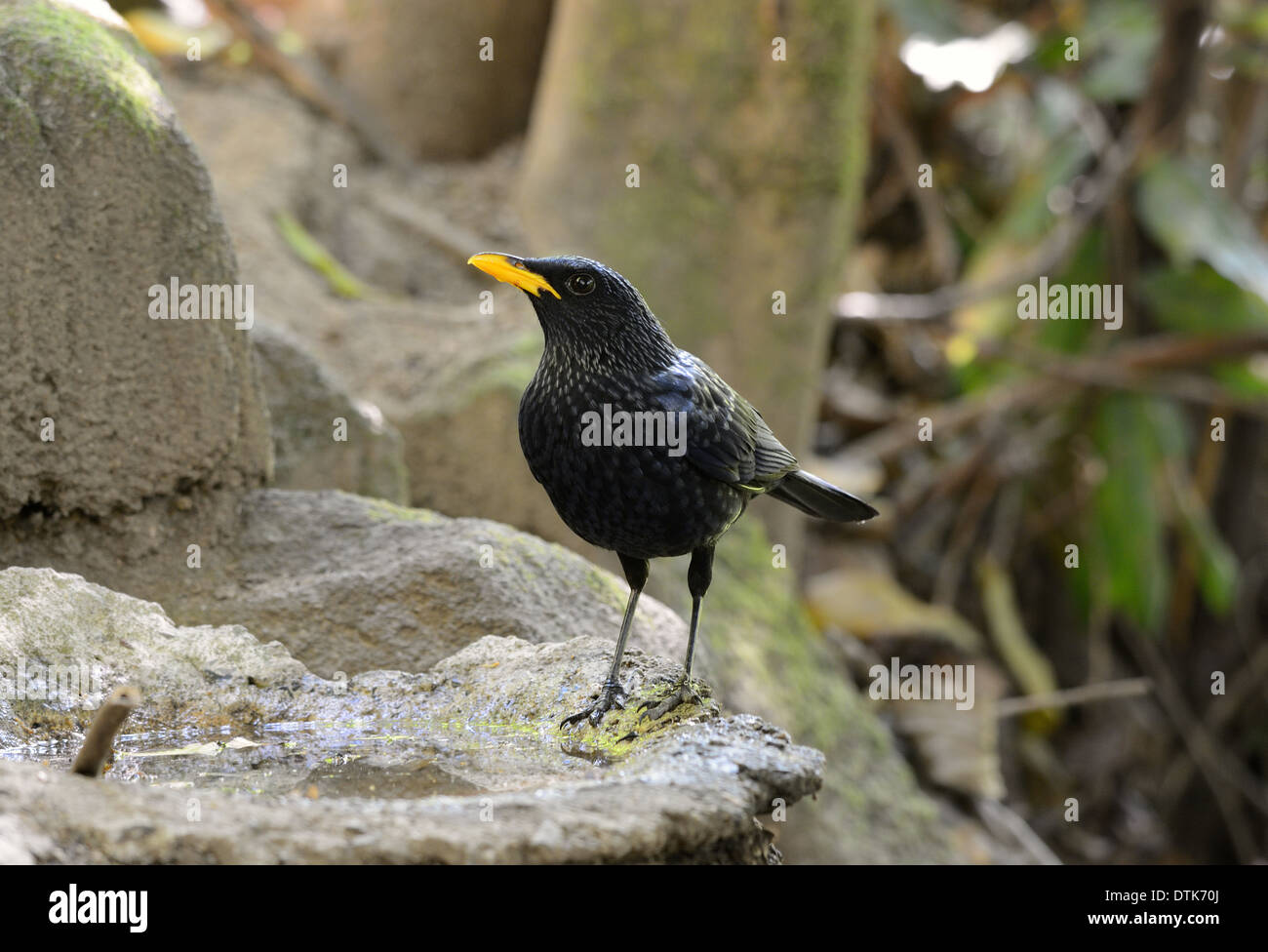 beautiful blue whistling thrush (Myiophoneus caeruleus) in Thai forest ...