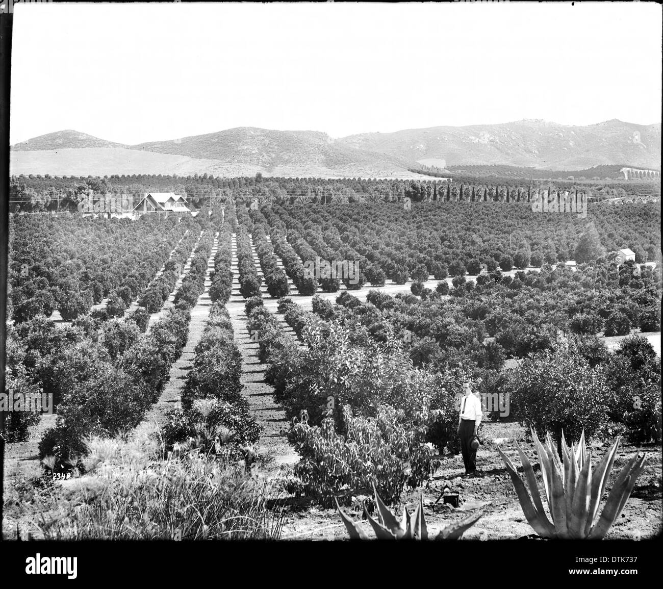 Historical citrus farming hi-res stock photography and images - Alamy