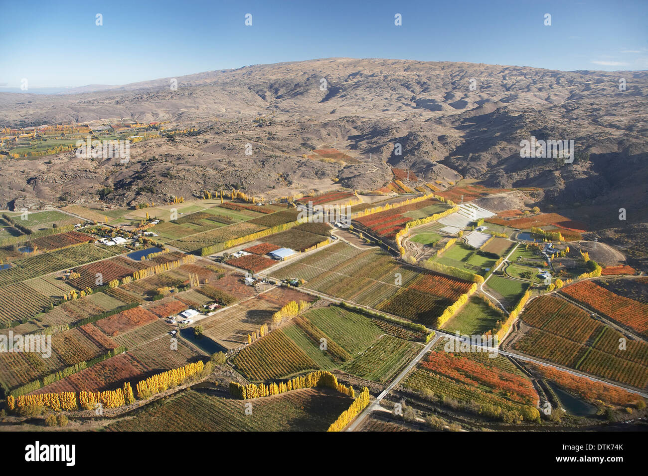 Orchards and Poplar Trees, Earnscleugh, near Alexandra, Central Otago ...