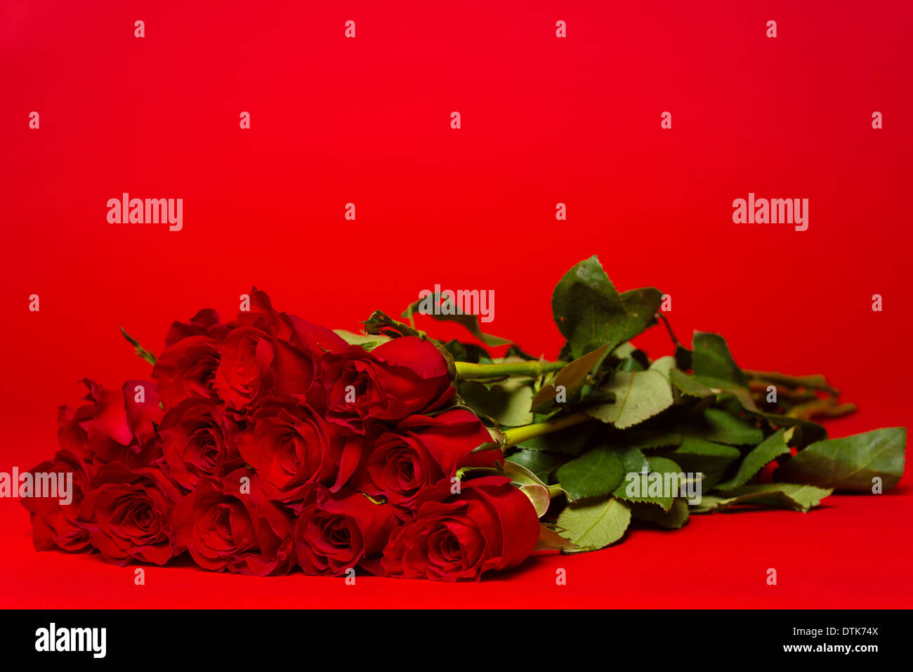 A dozen of long stemmed red roses on a red background Stock Photo - Alamy