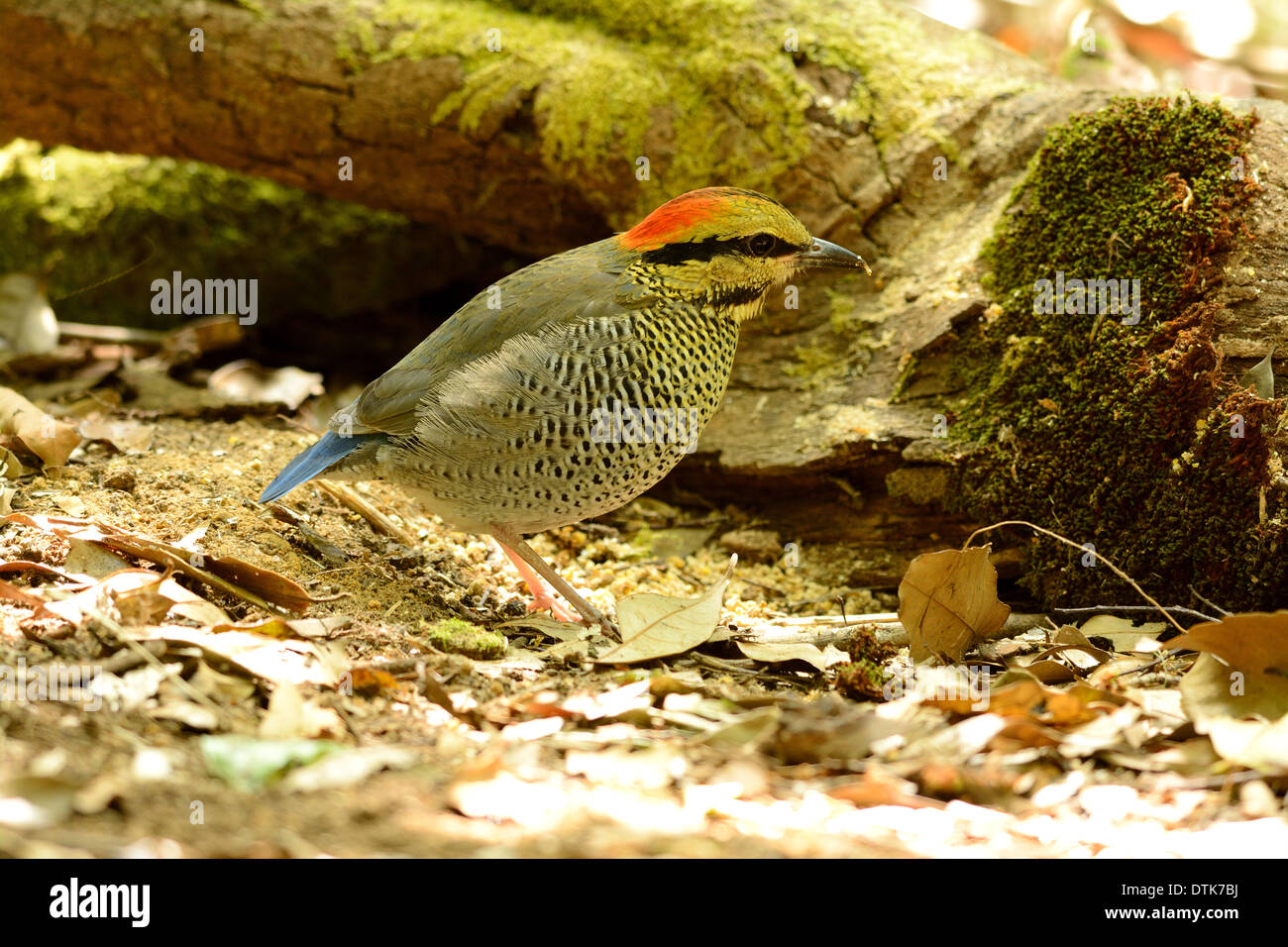 beautiful female Blue Pitta (Pitta cyanea) in the middle of Thailand ...