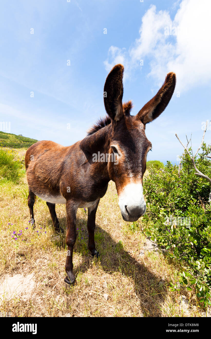 Italian donkey hi-res stock photography and images - Alamy
