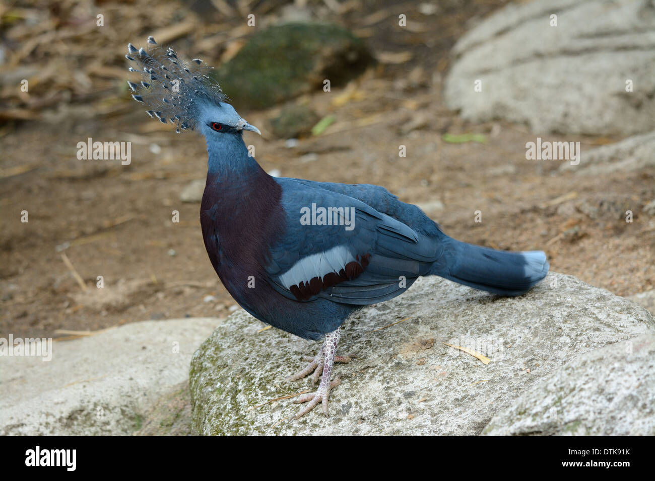 Victoria crowned pigeon goura hi-res stock photography and images - Alamy