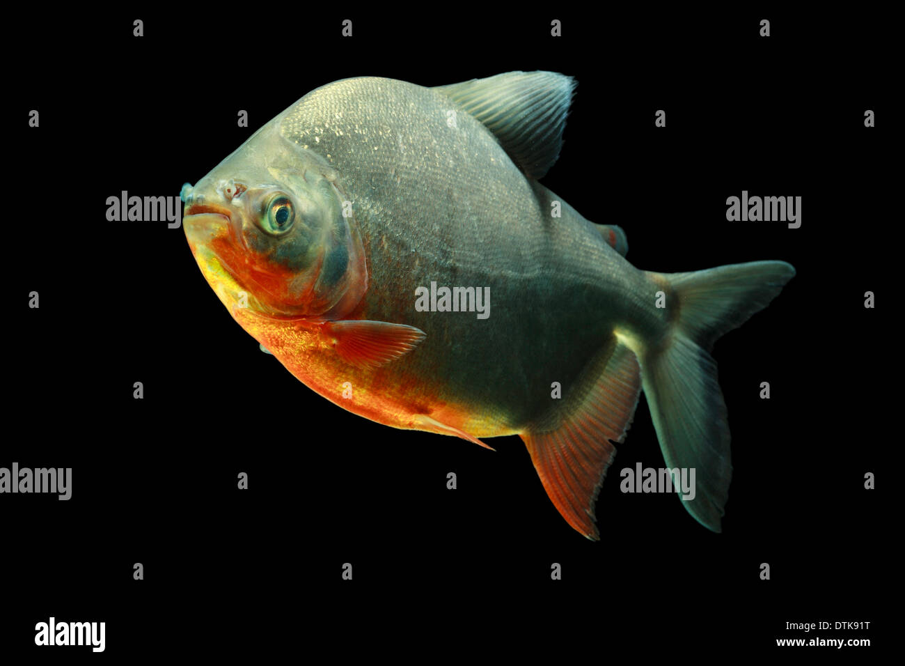 Tambaqui Fish Isolated On Black Studio Aquarium Shot Stock Photo - Alamy