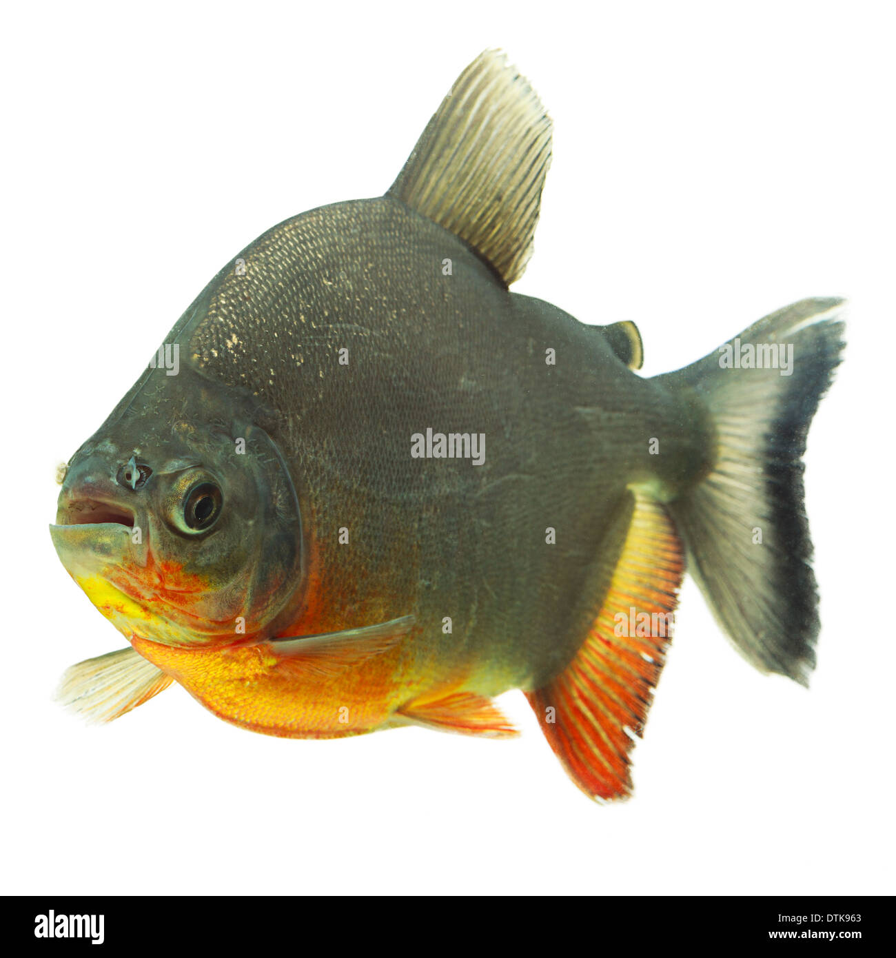 Aquaculture fish farming underwater Cut Out Stock Images & Pictures - Alamy