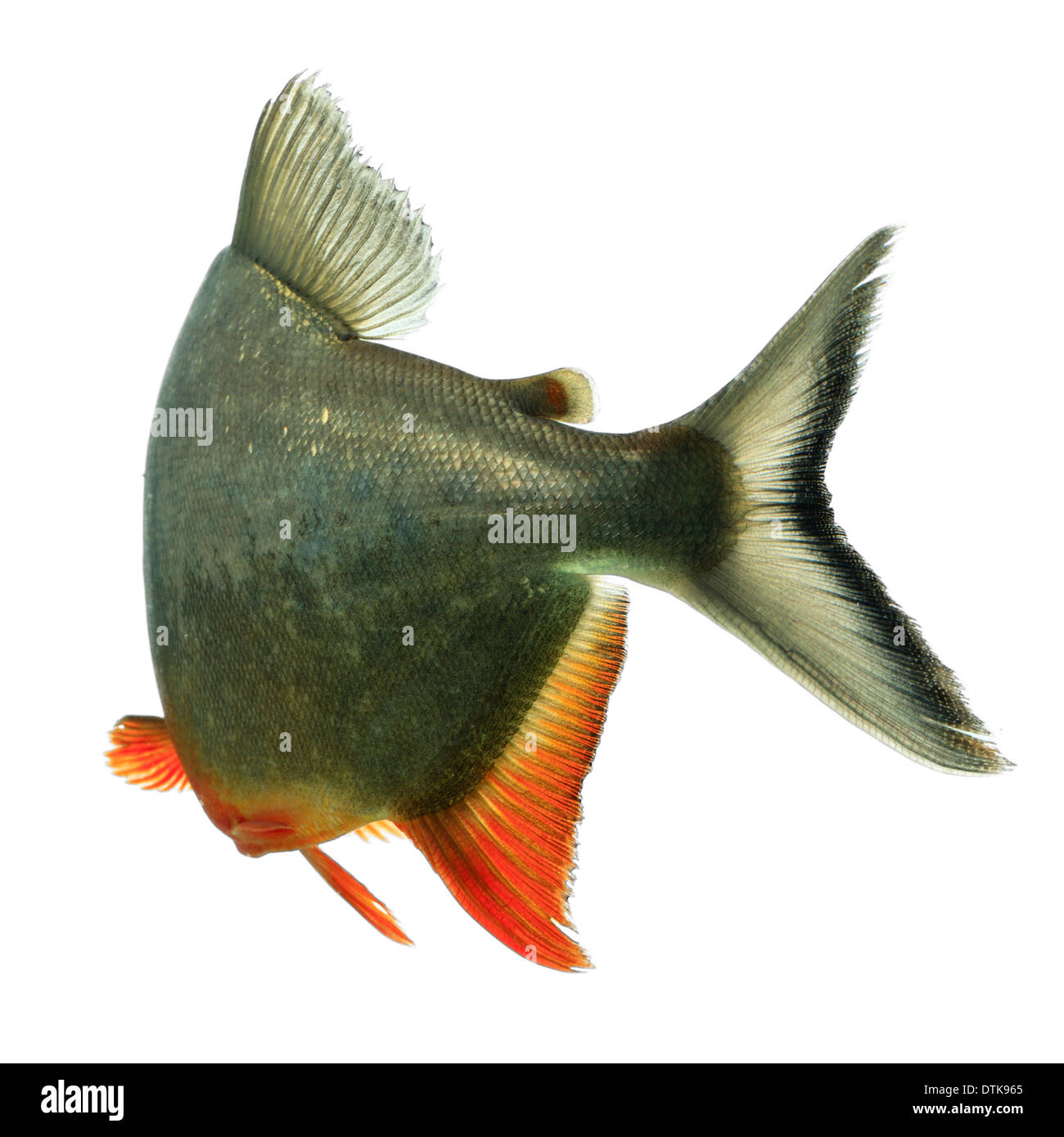 Fish tale hi-res stock photography and images - Alamy