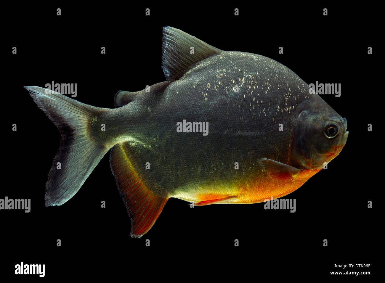 Cachama Or Pacu Fish Isolated On Black Side View Studio Aquarium Shot ...