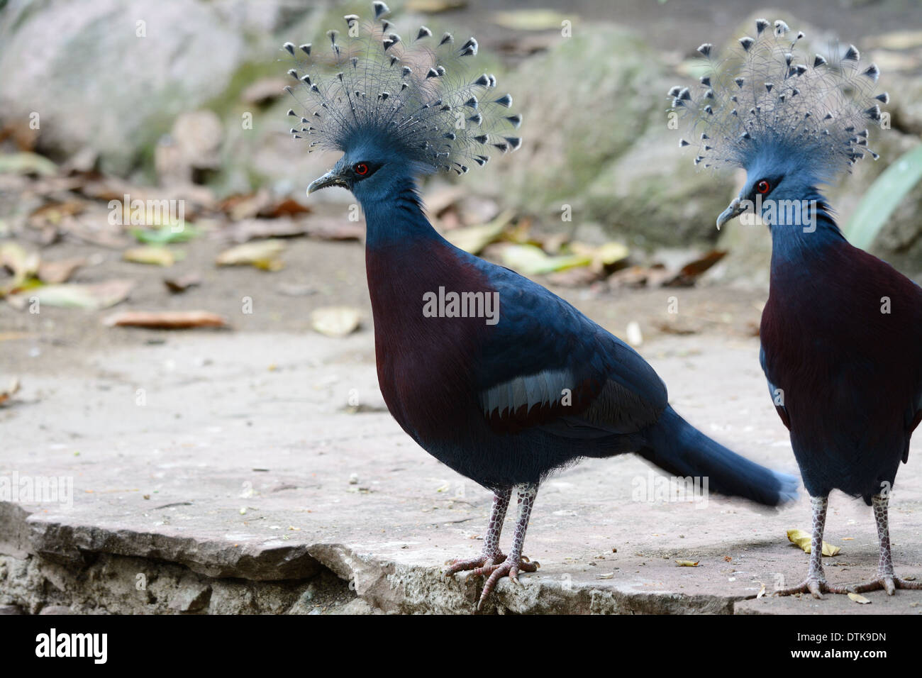 Victoria crowned pigeon goura hi-res stock photography and images - Alamy
