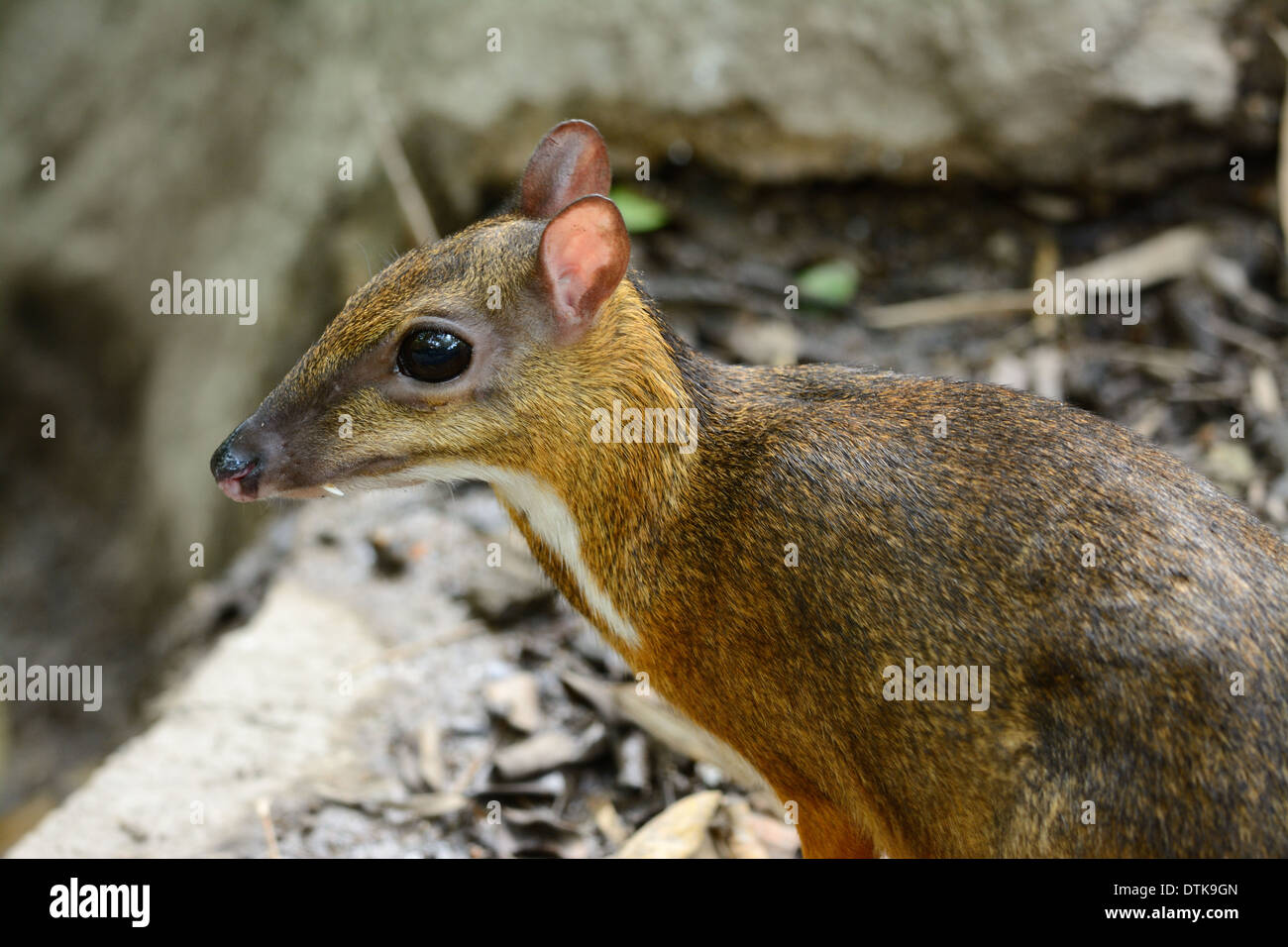 beautiful male Lesser Mouse-deer or Lesser Oriental Chevrotain ...
