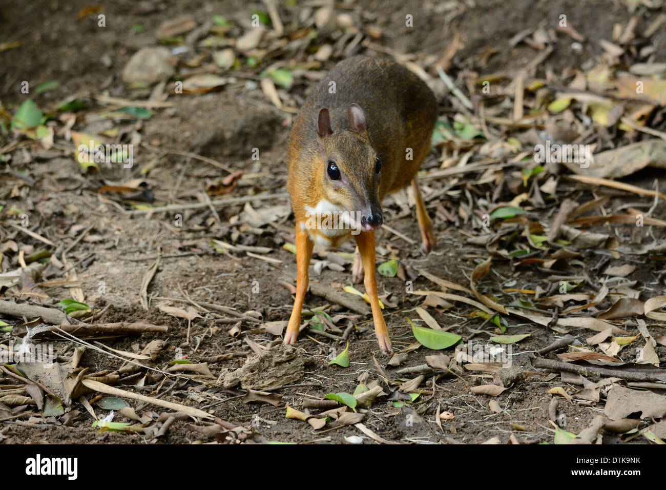 beautiful male Lesser Mouse-deer or Lesser Oriental Chevrotain ...