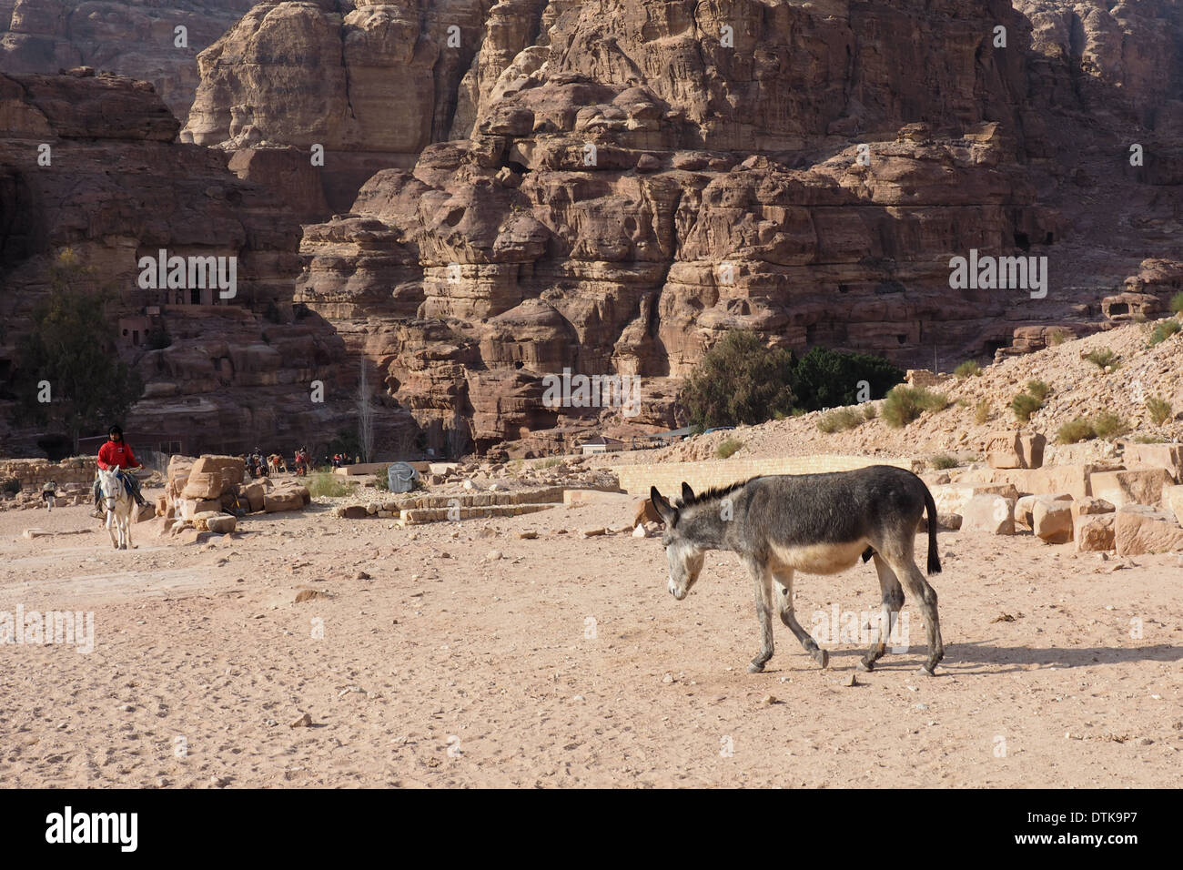 Arabic donkey hi-res stock photography and images - Alamy