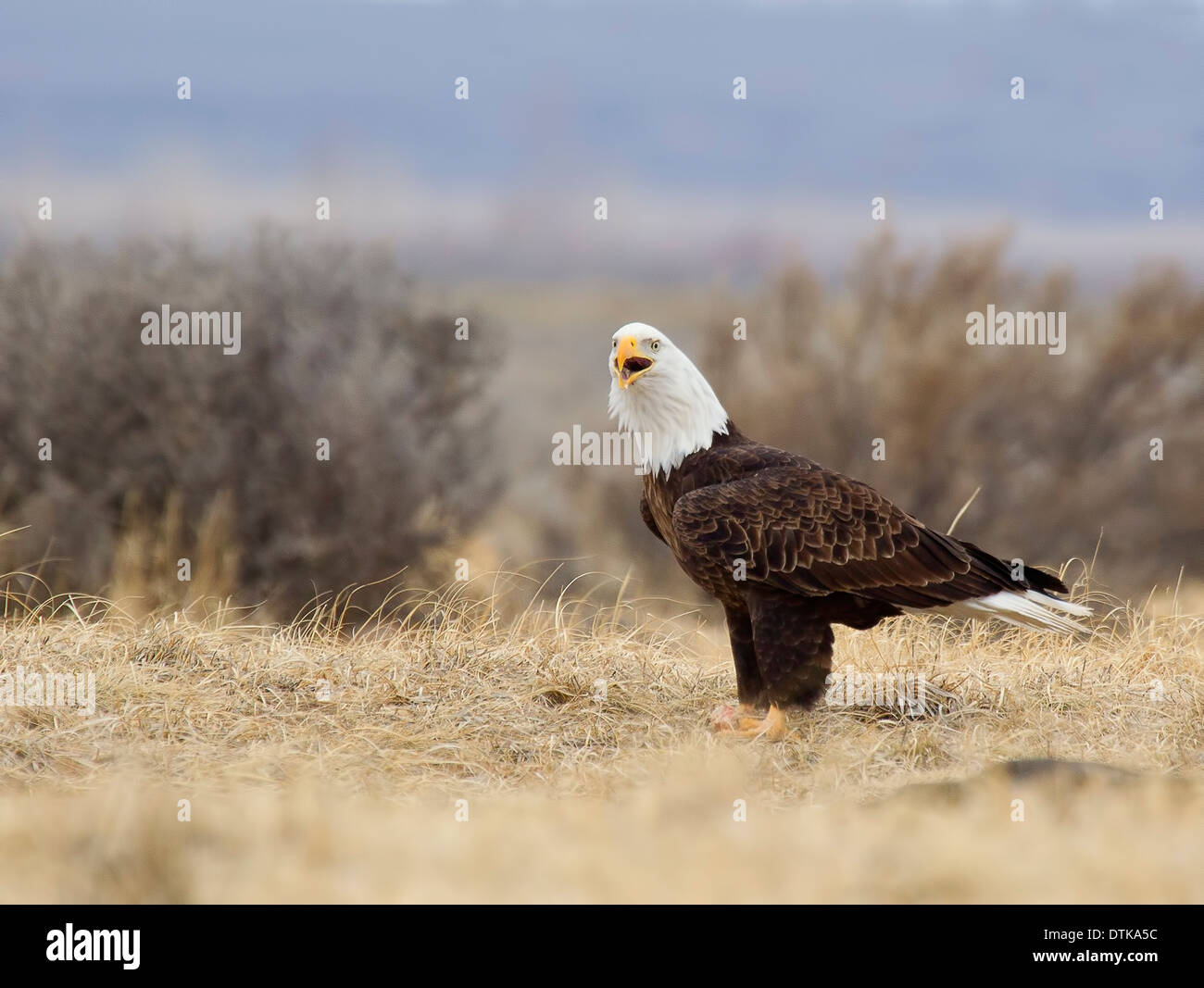 Calling symbol hi-res stock photography and images - Alamy