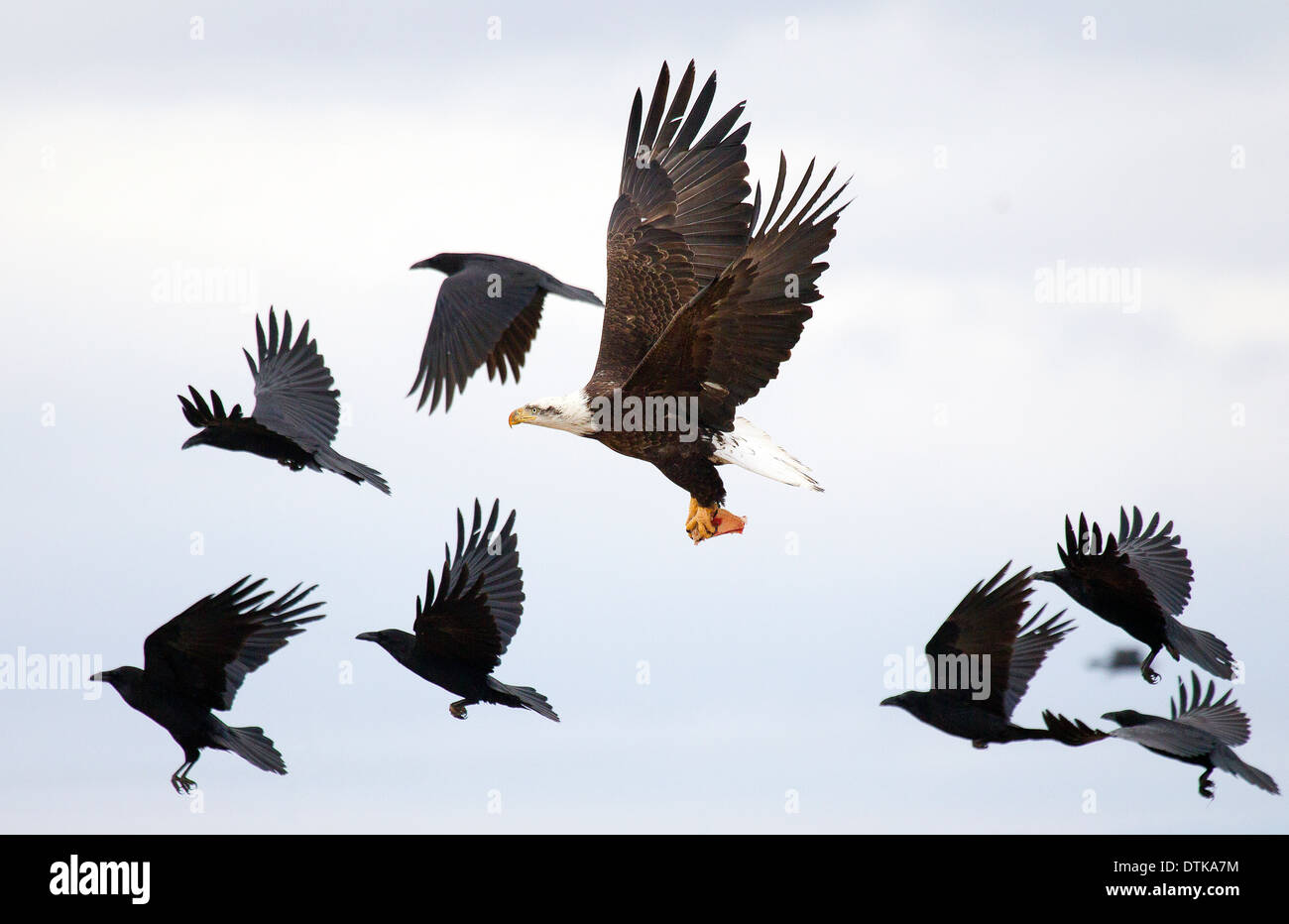 Bald Eagle in Flight Meat in Talons Ravens chasing Stock Photo - Alamy