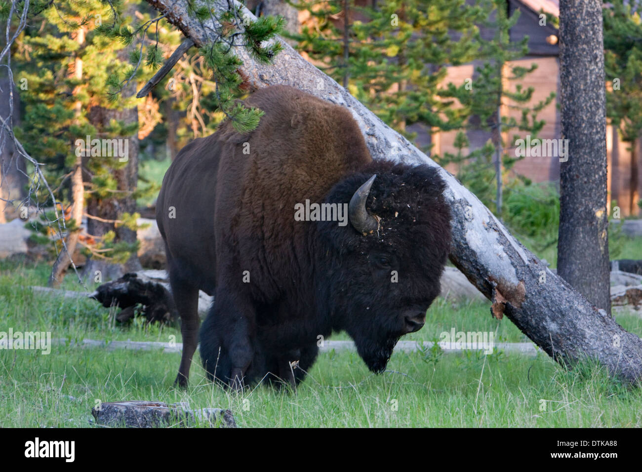 A bison scratches its back on a fallen tree near Mammoth Hot Springs in ...