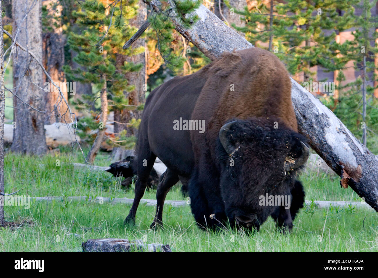 Buffalo in hot springs yellowstone hi-res stock photography and images ...