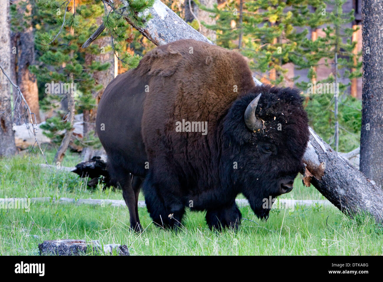 Buffalo in hot springs yellowstone hi-res stock photography and images ...