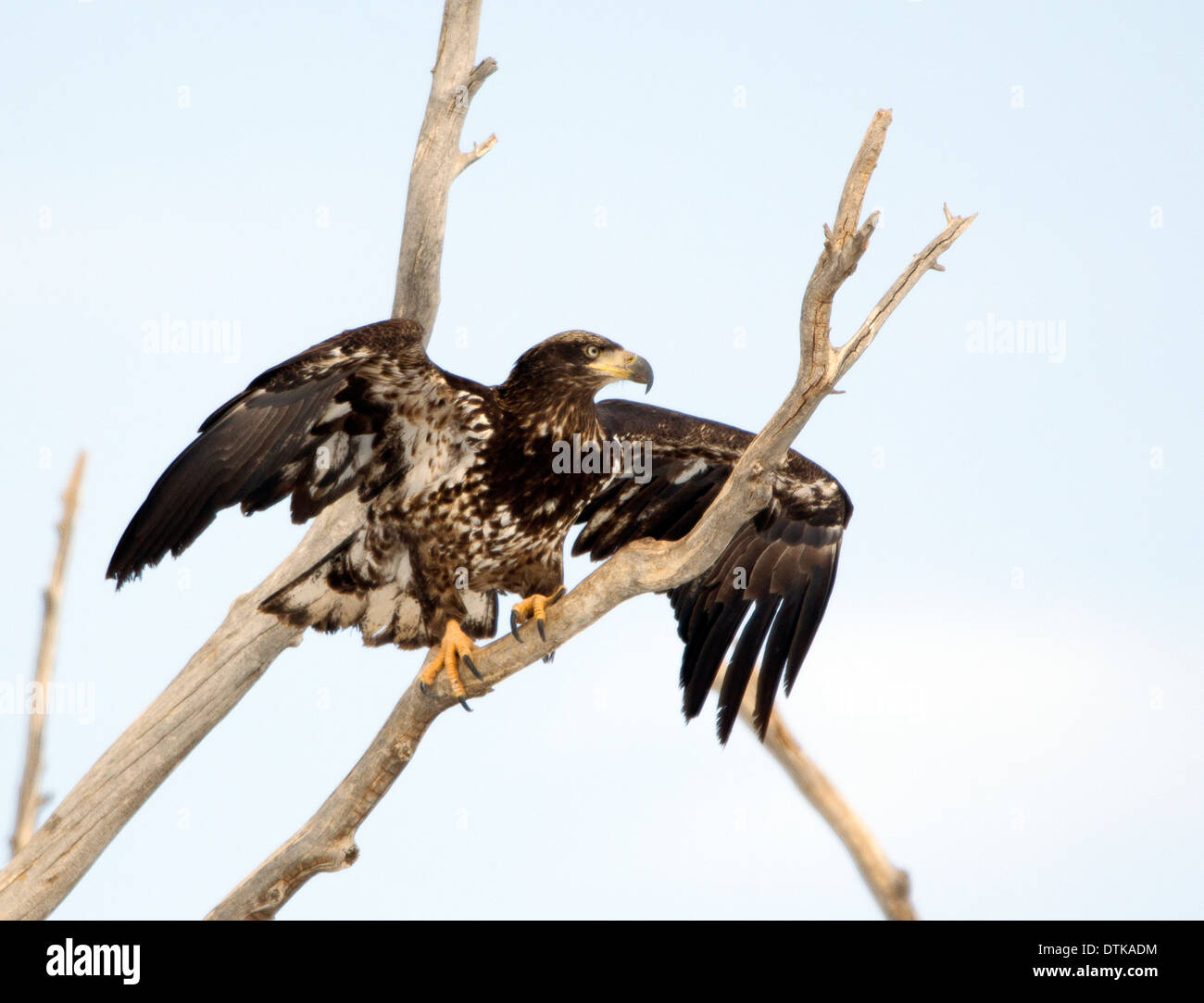 Subadult Eagle High Resolution Stock Photography and Images - Alamy