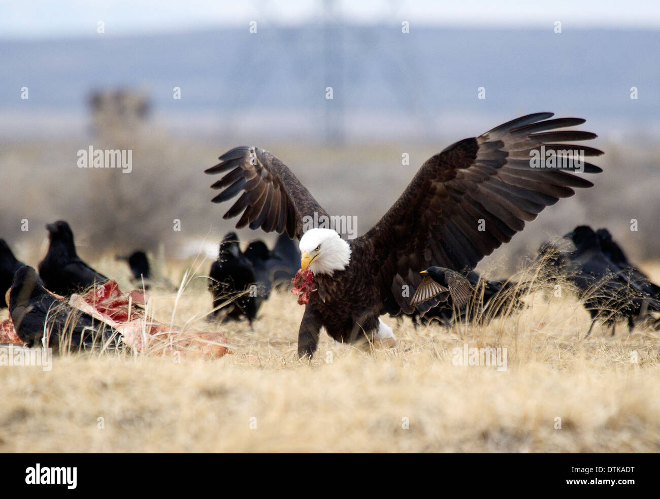 Bald Eagle with Red Meat in Beak Stock Photo - Alamy