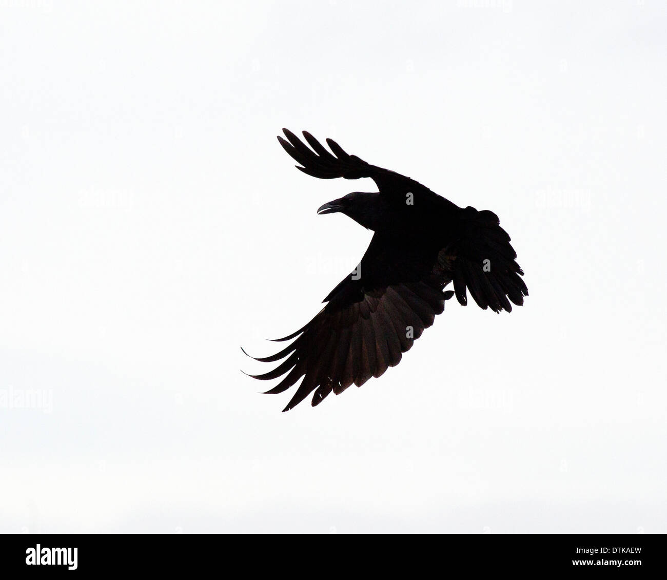 Raven hi-res stock photography and images - Alamy
