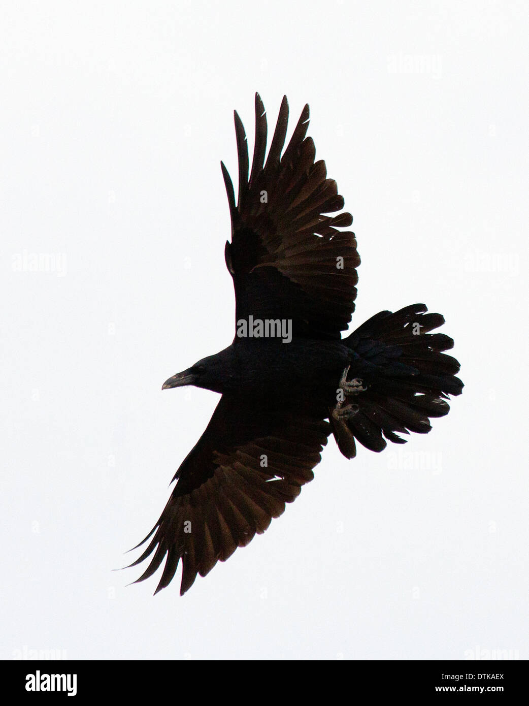 Raven hi-res stock photography and images - Alamy
