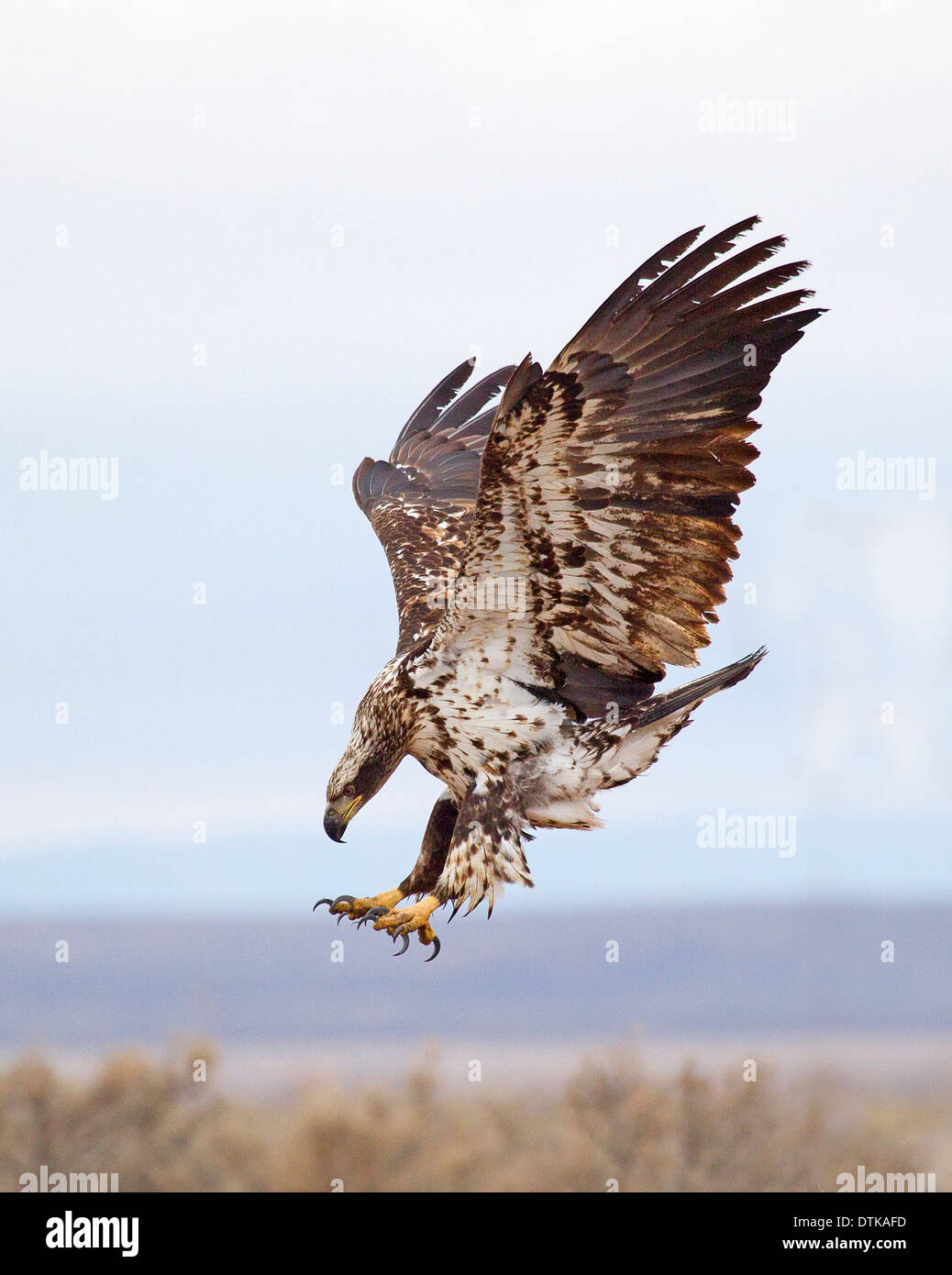 Subadult Eagle High Resolution Stock Photography and Images - Alamy