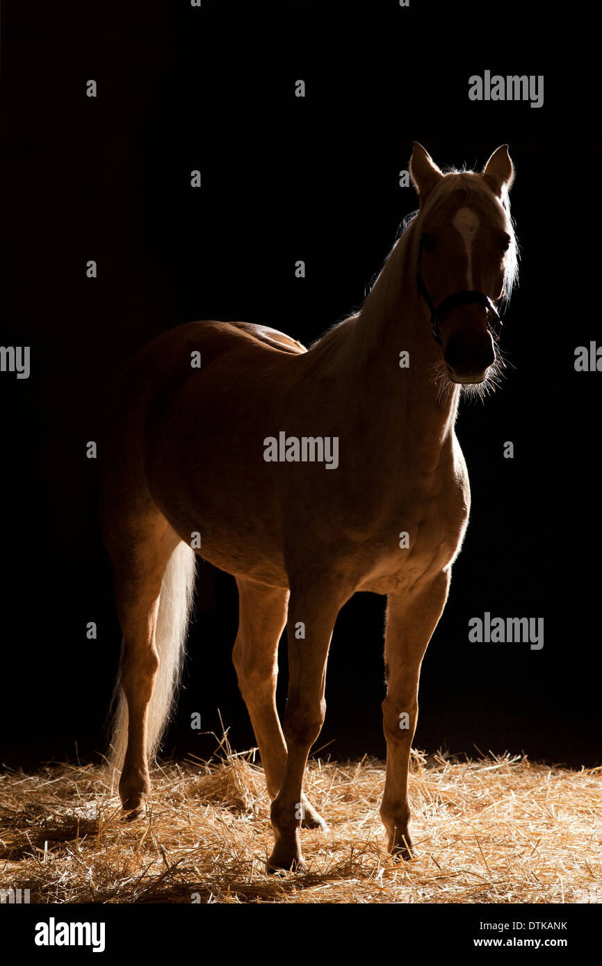 Hungarian warmblood palomino in stable Stock Photo - Alamy