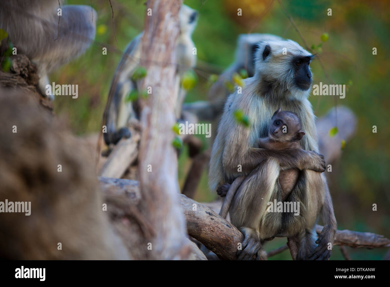 Languor mother with a baby in her arms on the top o a tree in a dense ...